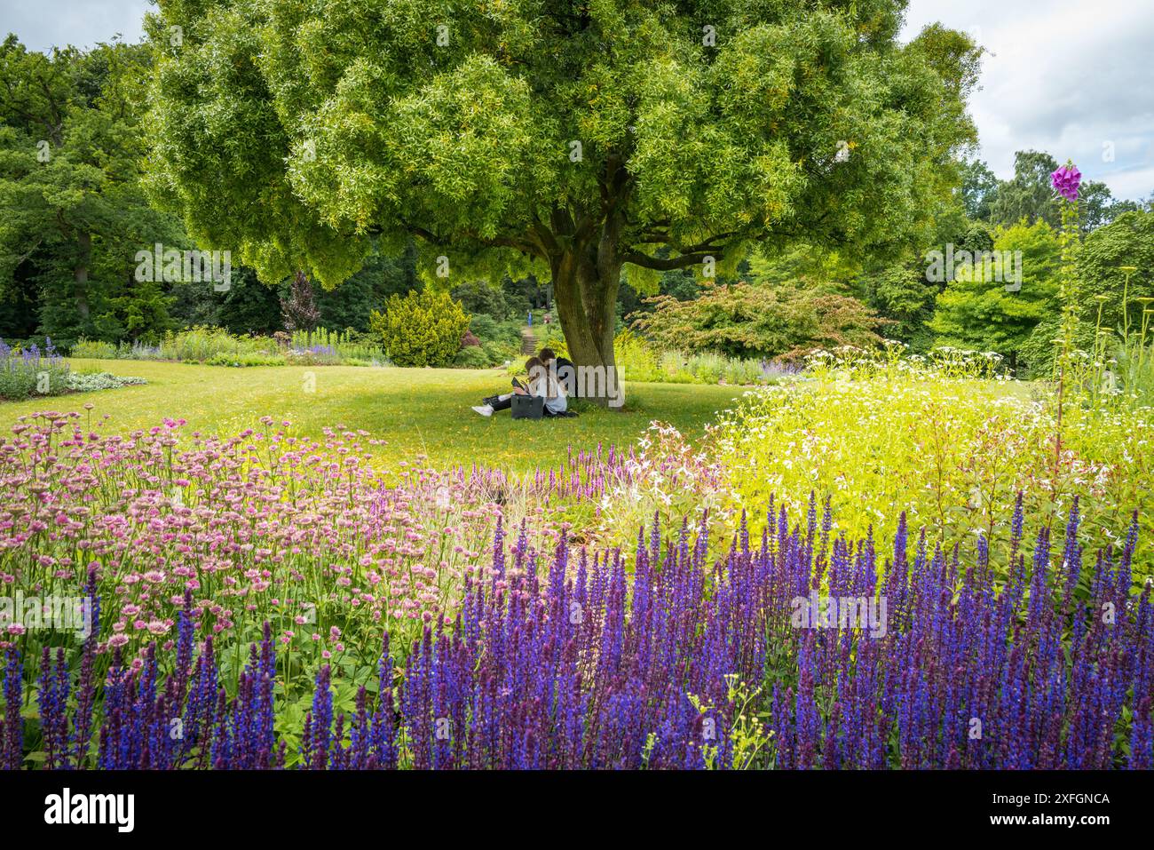 RHS Harlow Carr, Harrogate, North Yorkshire. The gardens in Summer ...