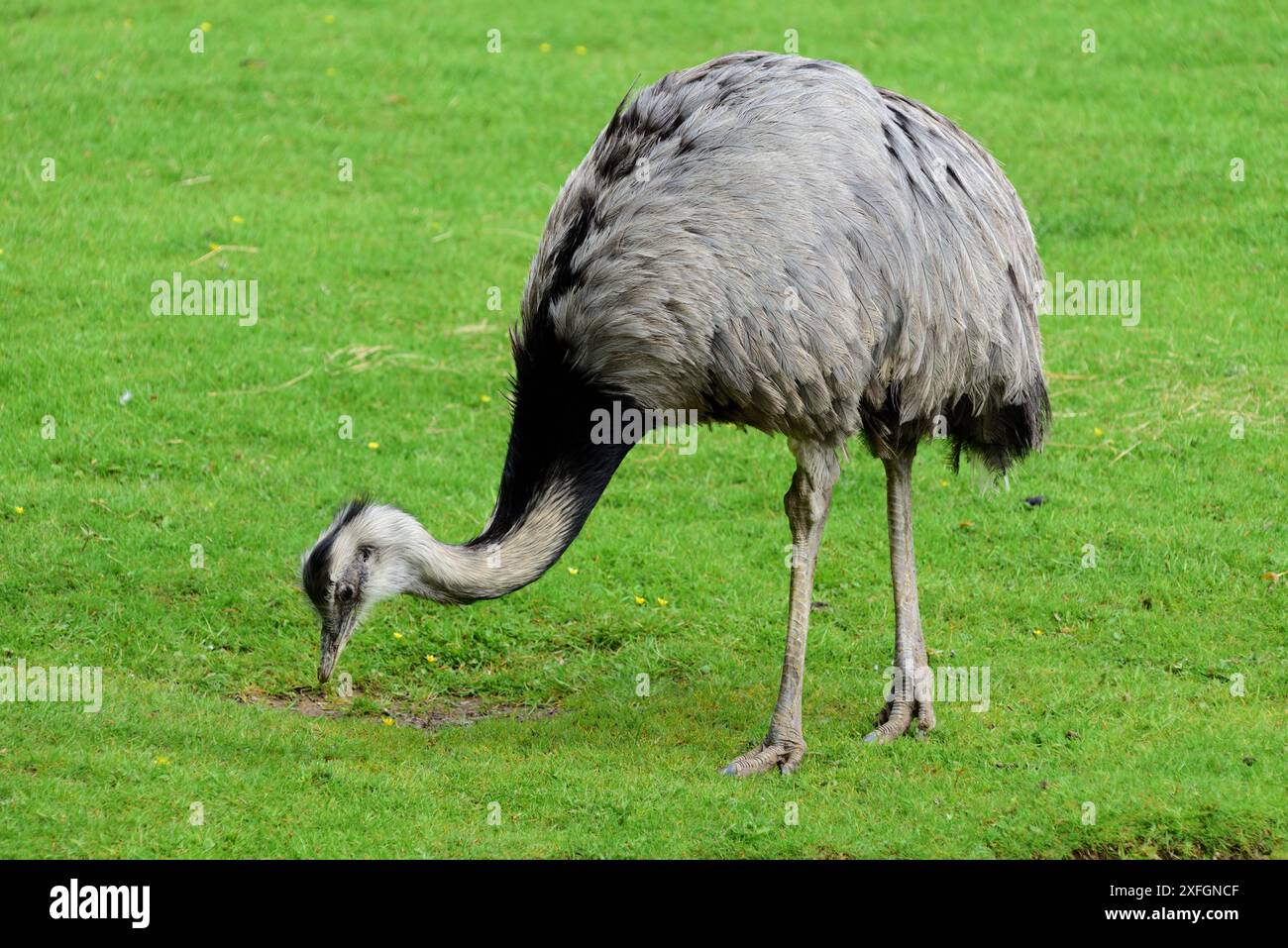 A Greater Rhea at Dartmoor Zoo Park in Devon Stock Photo - Alamy