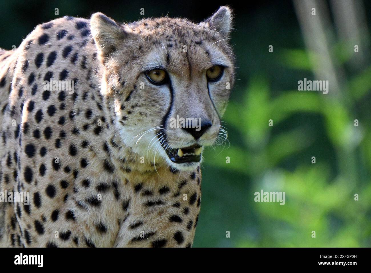 July 3, 2024, Dvur Kralove Nad Labem, Czech Republic: Cheetah at Safari ...