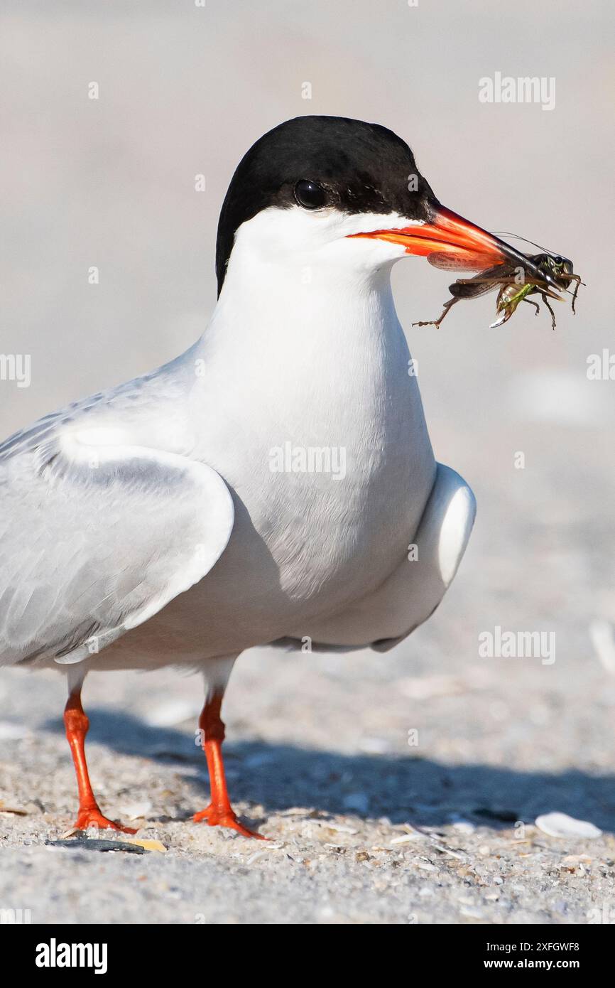 Cricket behavior hi-res stock photography and images - Alamy