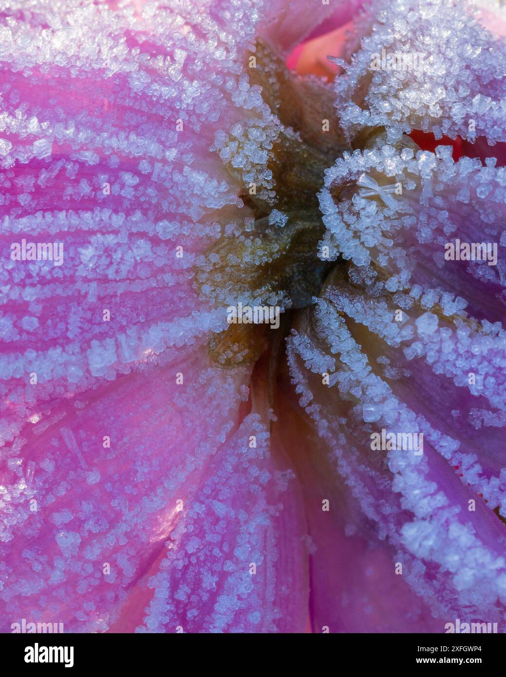 Pink flower petal frozen hi-res stock photography and images - Alamy