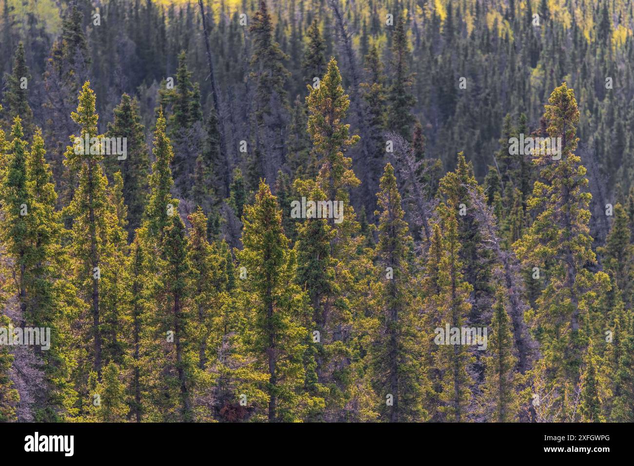 Wilderness vast boreal forest hi-res stock photography and images - Alamy