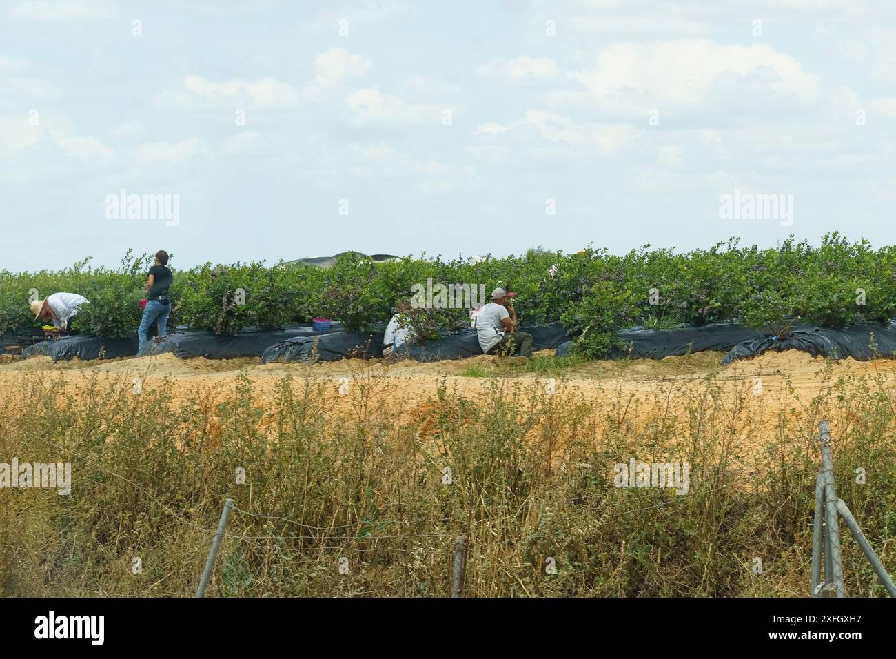 Huevar del Aljarafe, Seville, Spain - June 2, 2023: Workers harvest ...