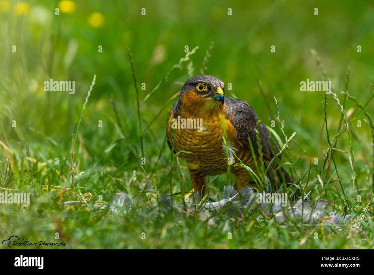 Sparrow hawk with it prey in high resulotaion a grass ground with a ...