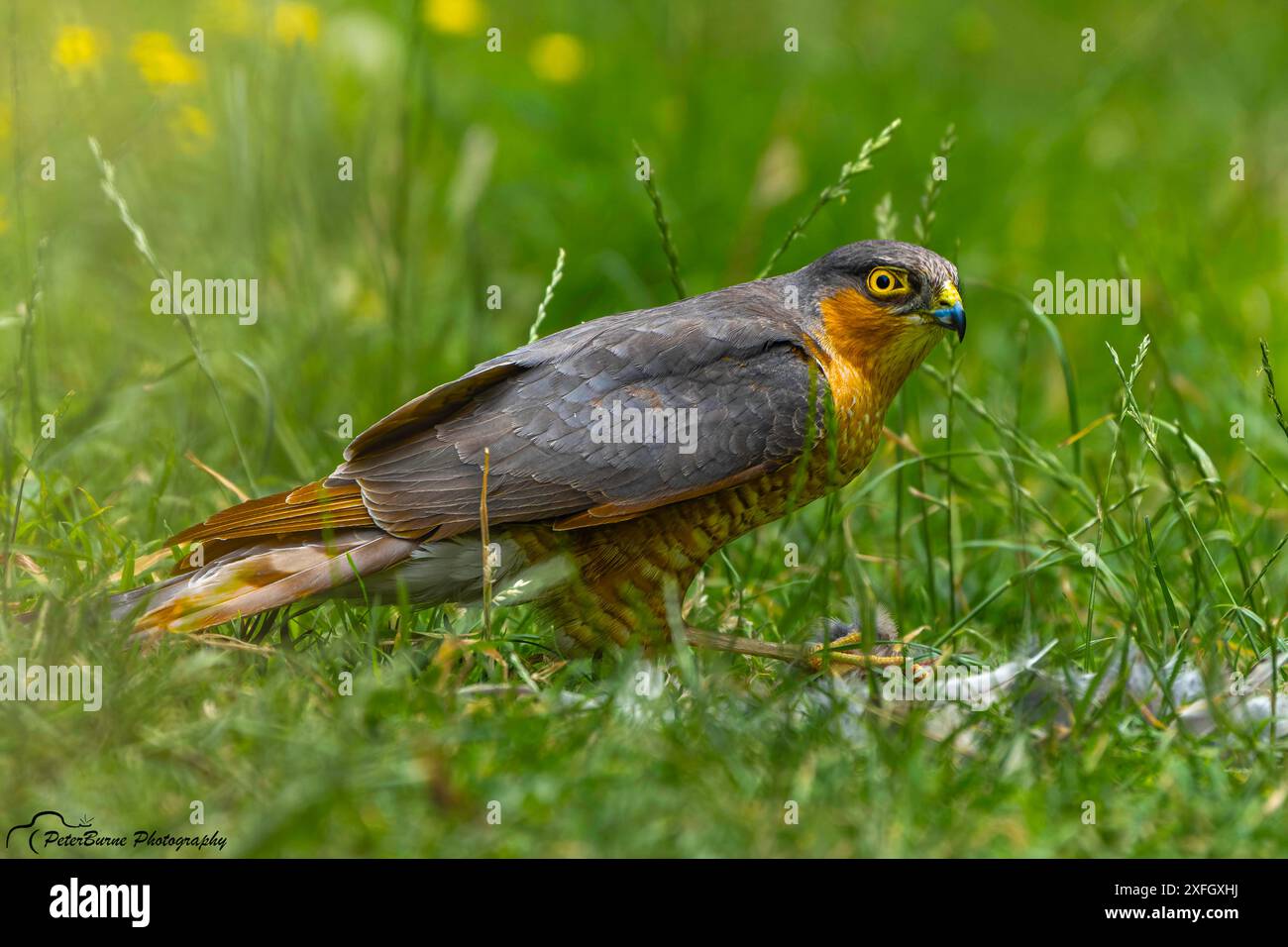 Sparrow hawk with it prey in high resulotaion a grass ground with a ...