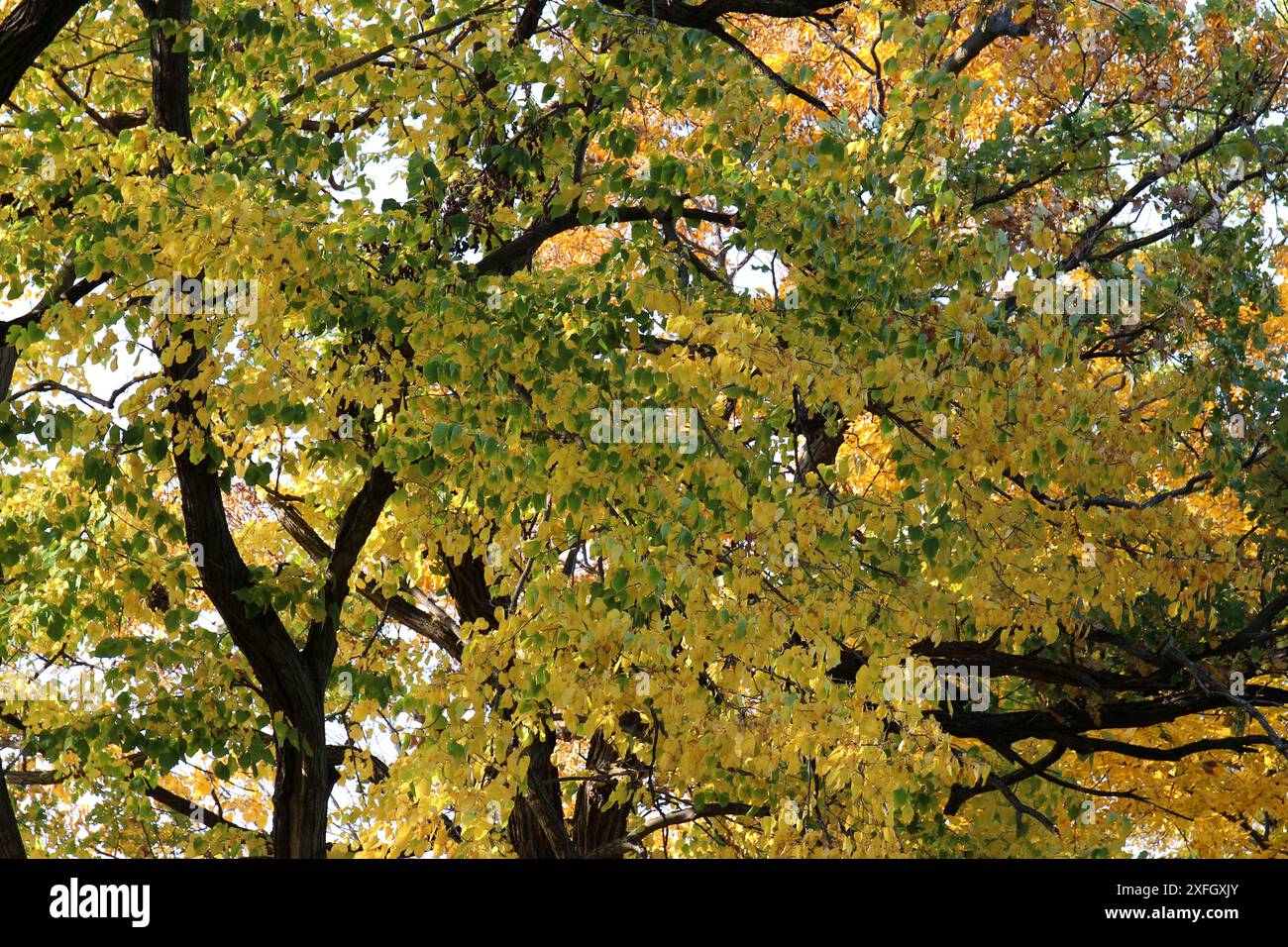 Looking up at the canopy of several Linden Trees, with the leaves ...