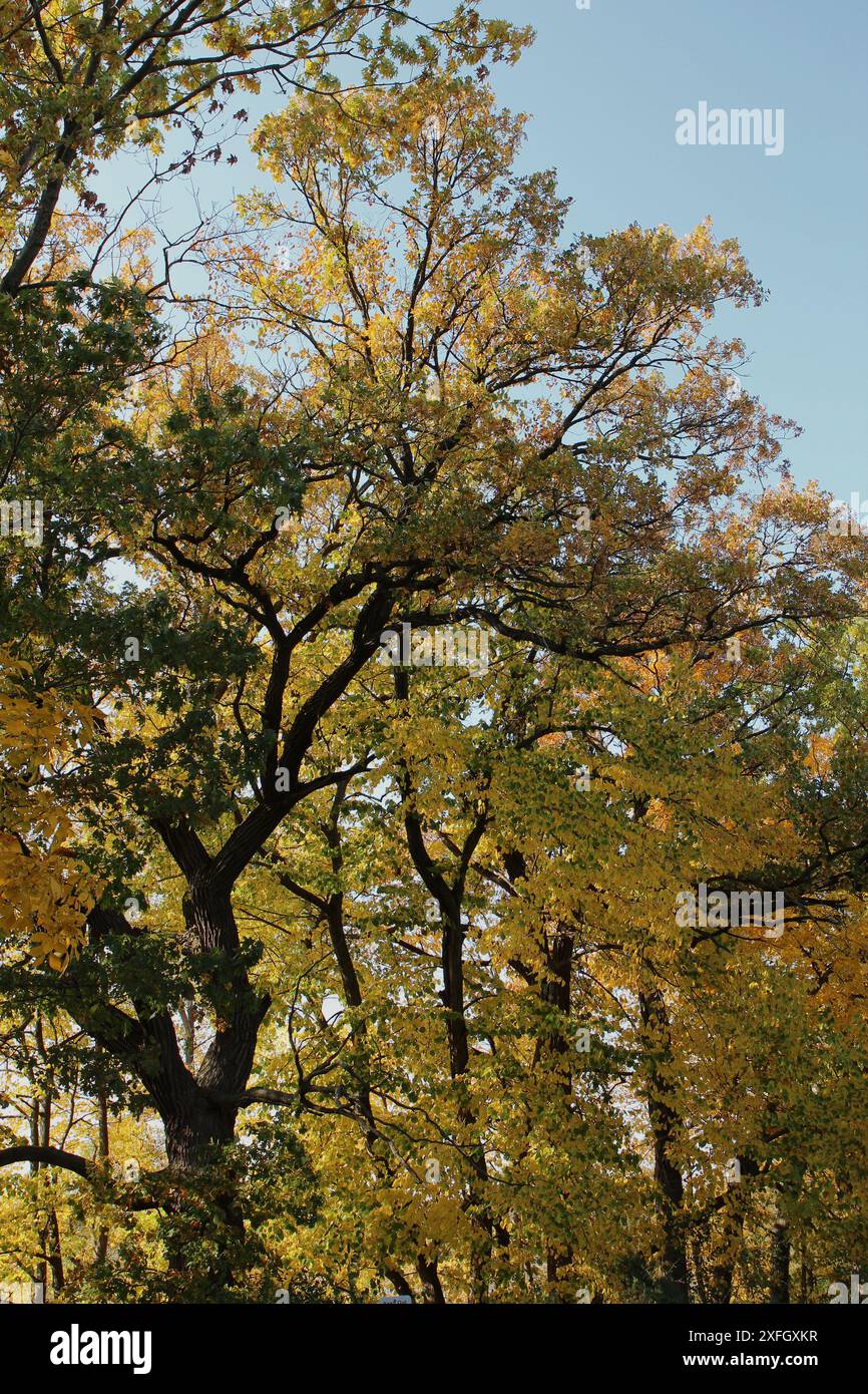 A row of Linden Trees, with the leaves changing from green to yellow ...