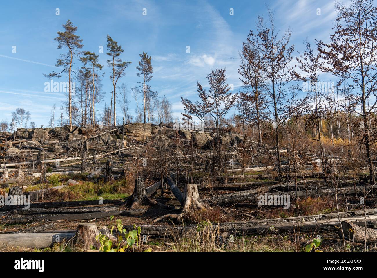 Burnt forest. Nature after the fire. Saxon Switzerland National Park ...