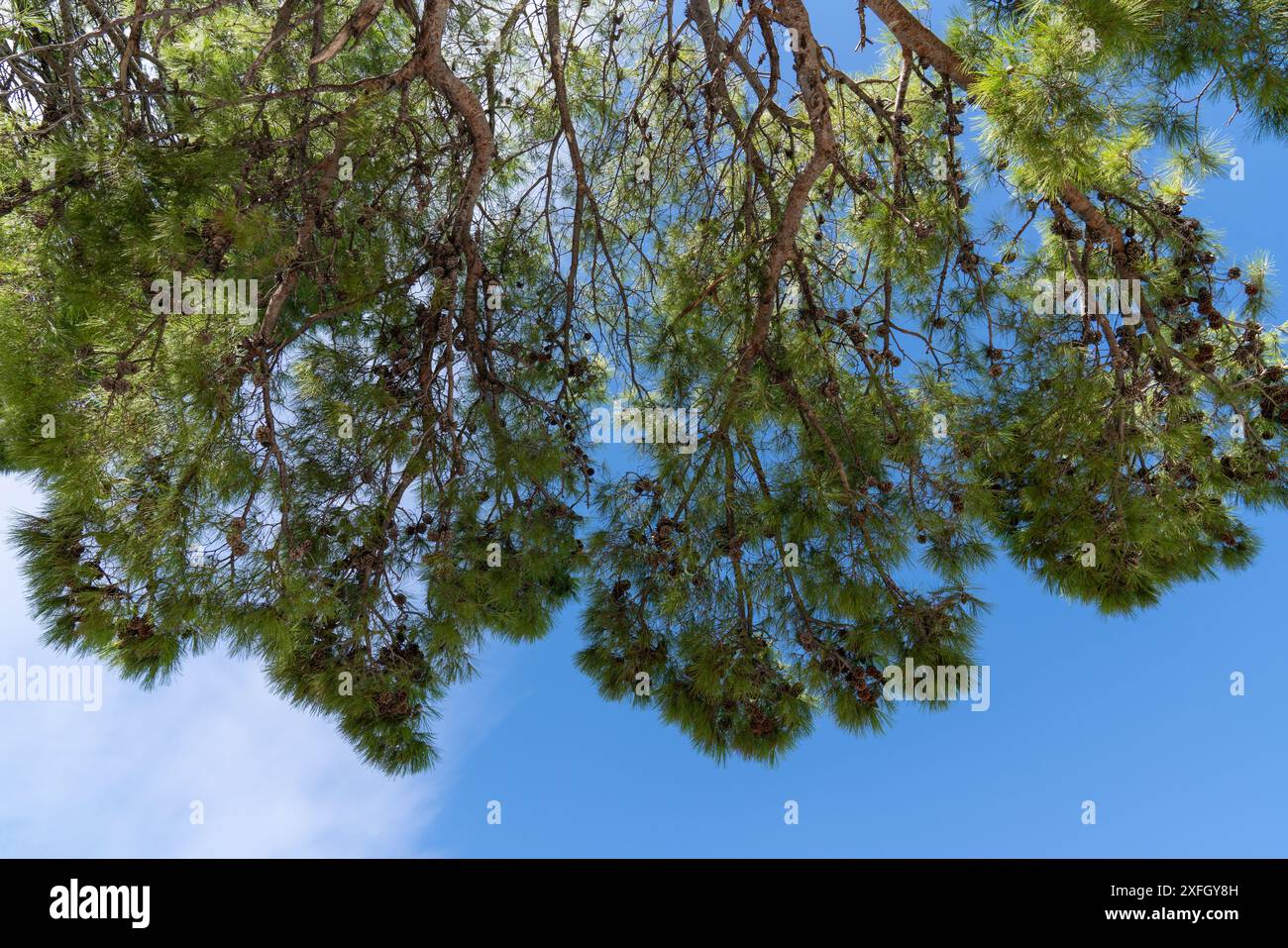 Bottom view pine trees cones hi-res stock photography and images - Alamy