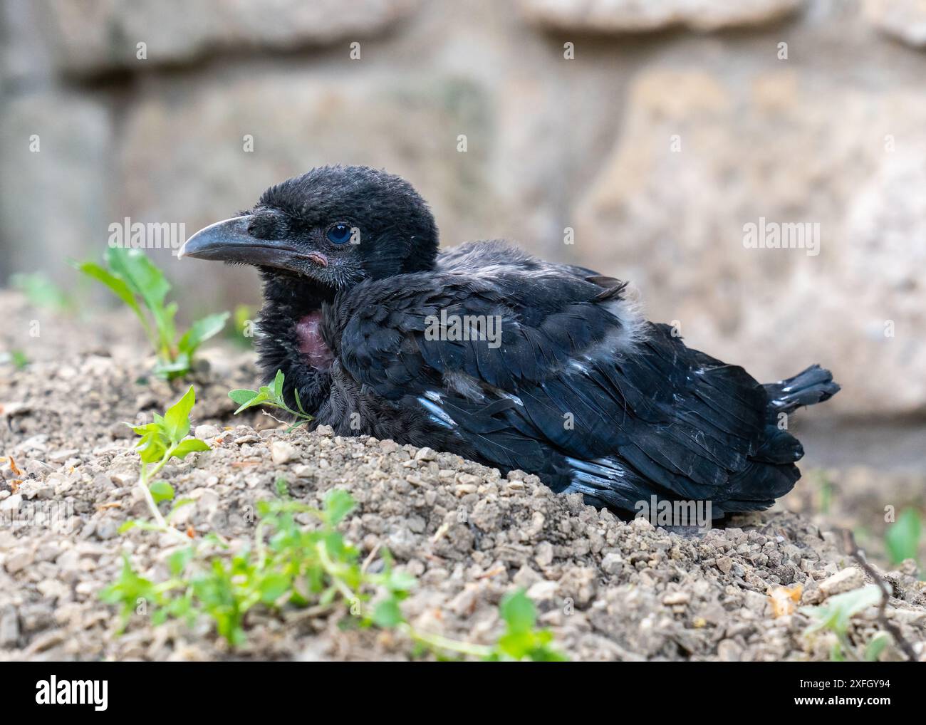 A little sick baby crow fell out of nest. Protecting and helping ...