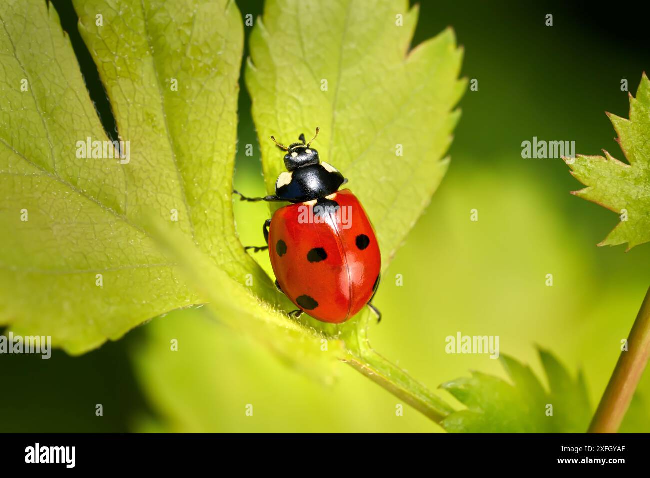 Seven-spot ladybird crawling up a light green leaf Stock Photo - Alamy