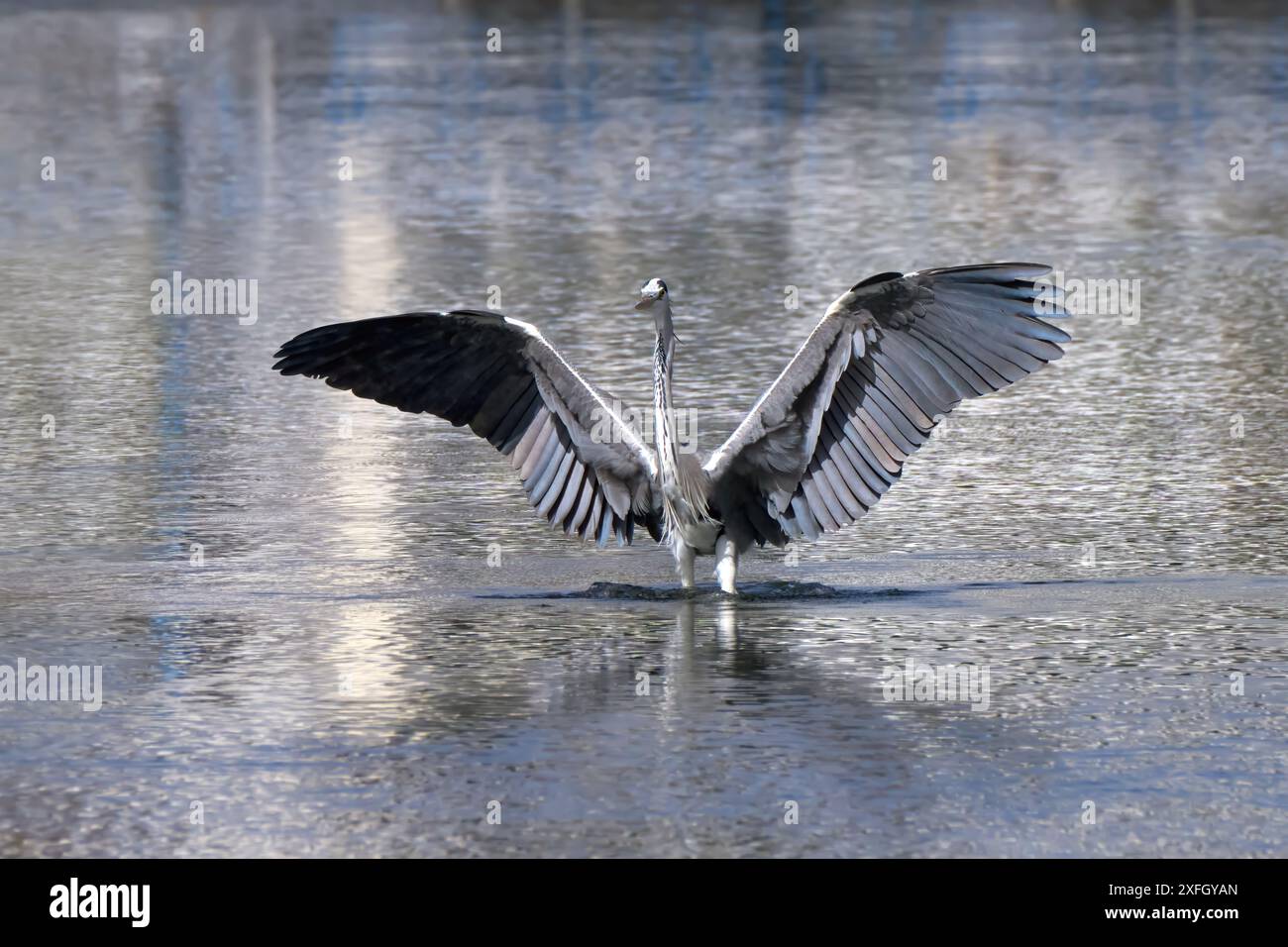 Heron spreading wing standing hi-res stock photography and images - Alamy