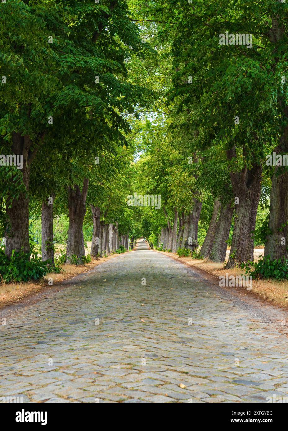 A beautiful alley in a city park. Rows of green trees along path for ...
