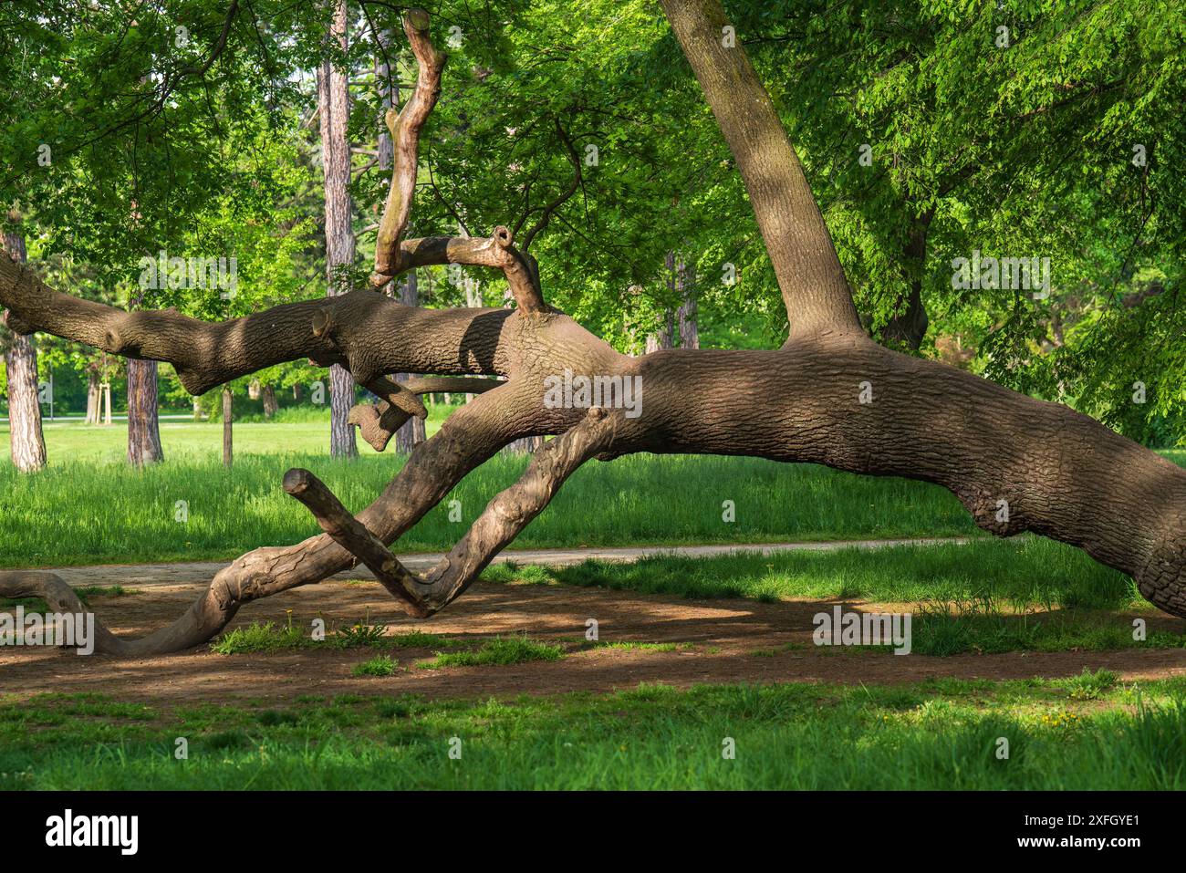 Beautiful crooked tree in hi-res stock photography and images - Alamy
