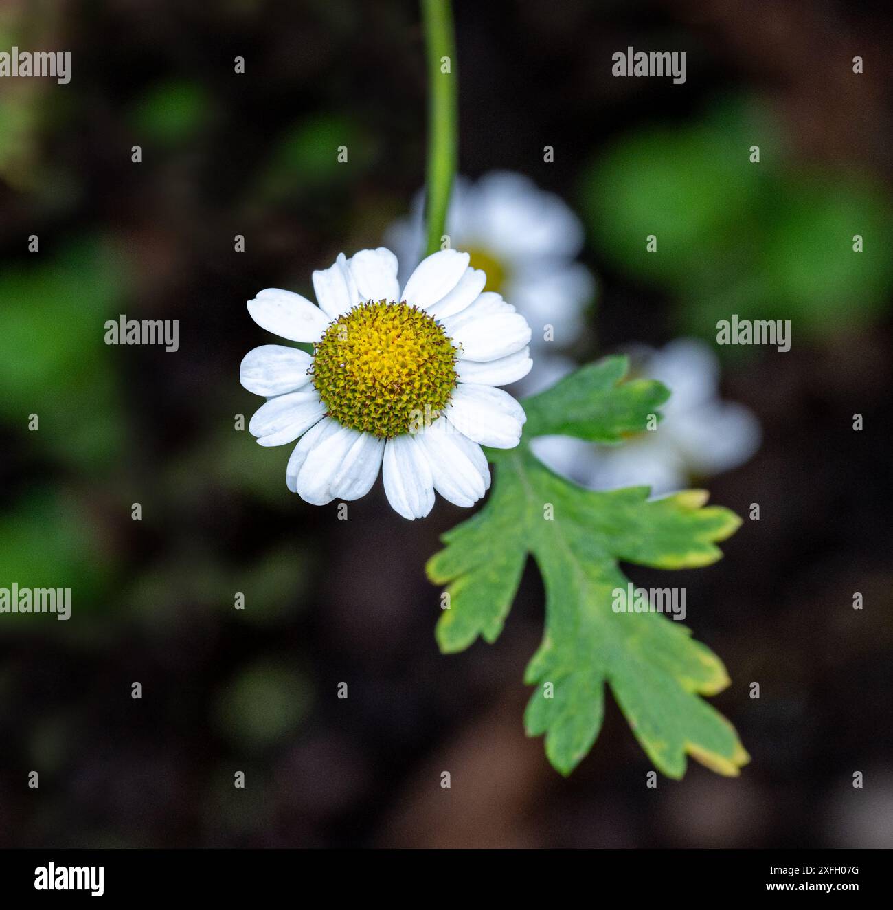 Feverfew (Tanacetum parthenium).Traditional medicinal herb in daisy ...