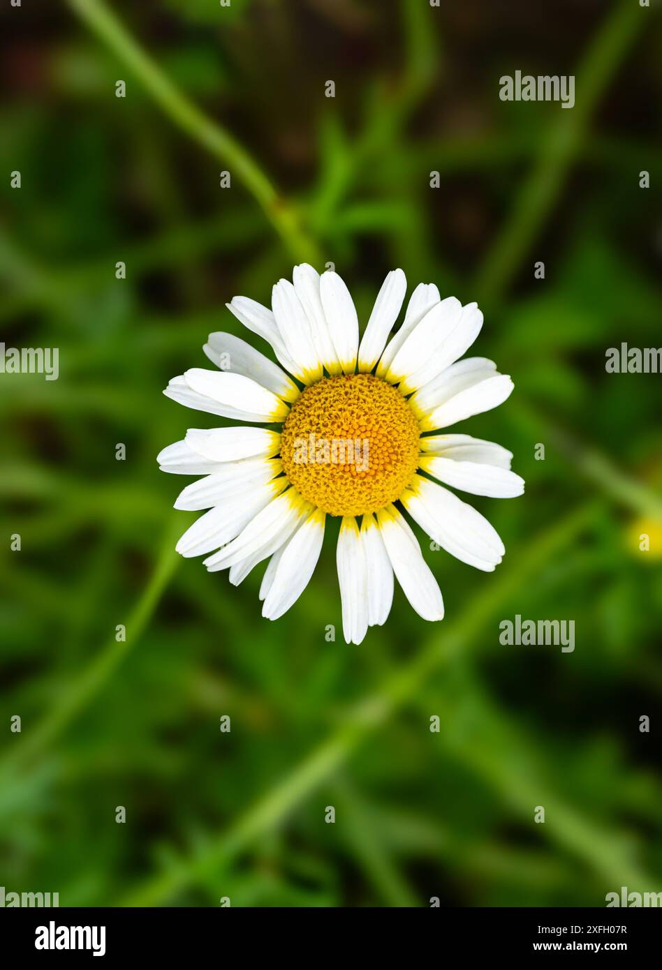 Feverfew (Tanacetum parthenium).Traditional medicinal herb in daisy ...