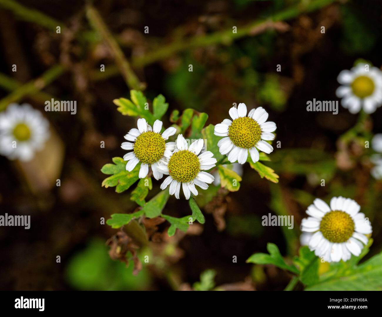 Feverfew (Tanacetum parthenium).Traditional medicinal herb in daisy ...