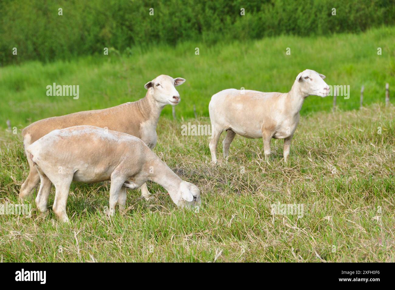 A group of great white dorper Sheep grazing on the farm's green pastures Stock Photo - Alamy
