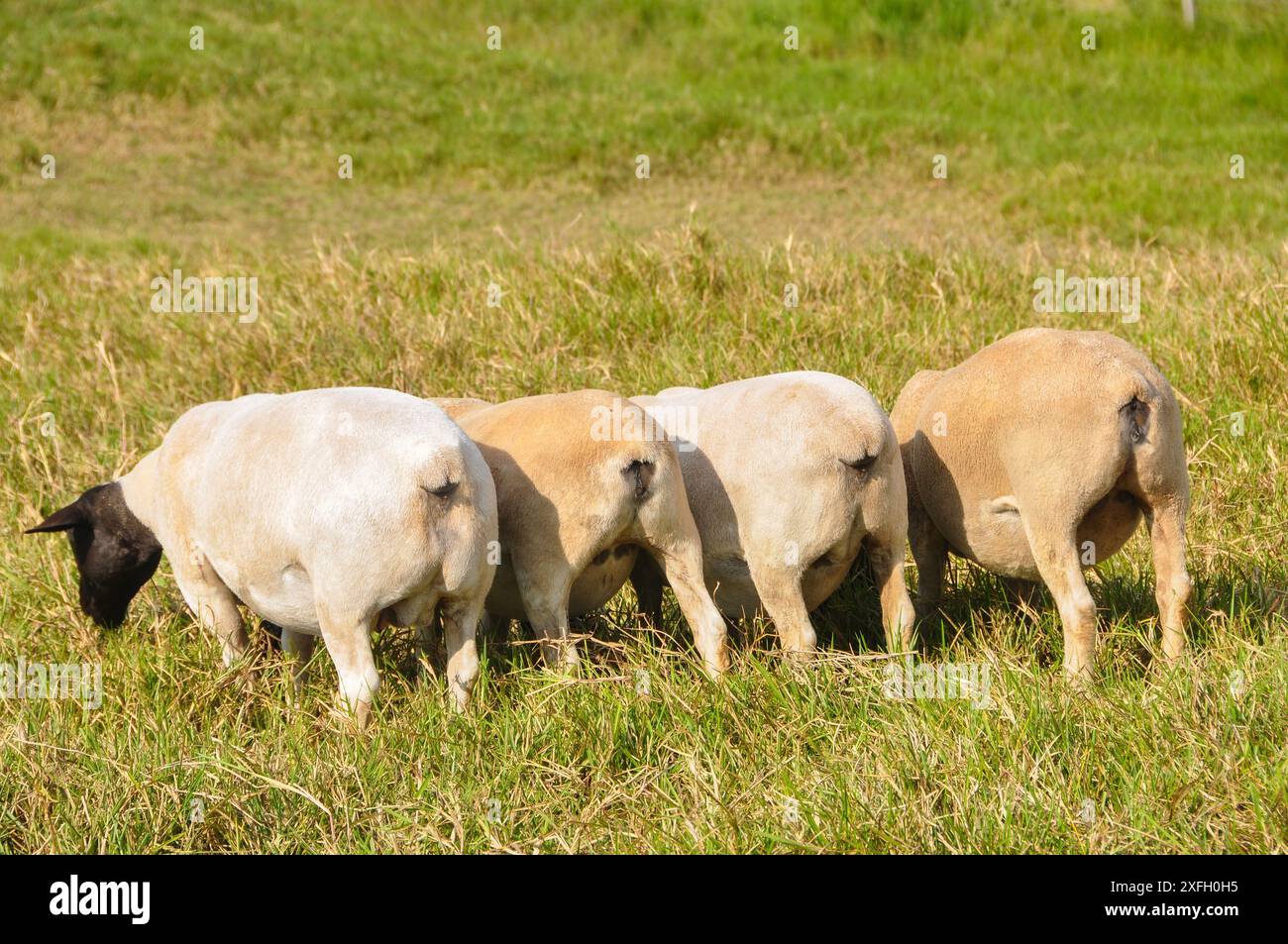 A group of great Dorper Sheep grazing on the farm's green pastures ...