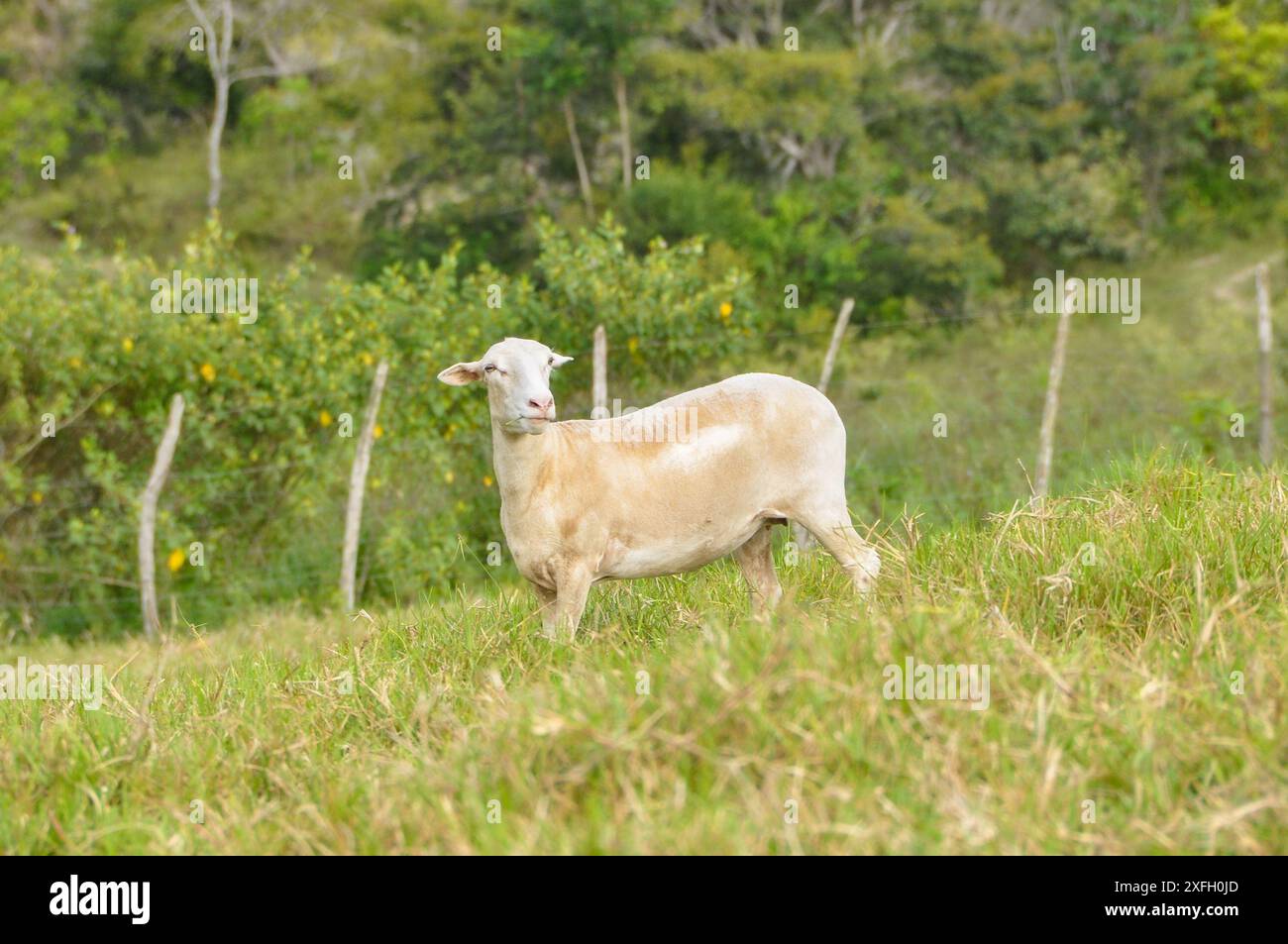A group of great white dorper Sheep grazing on the farm's green pastures Stock Photo - Alamy