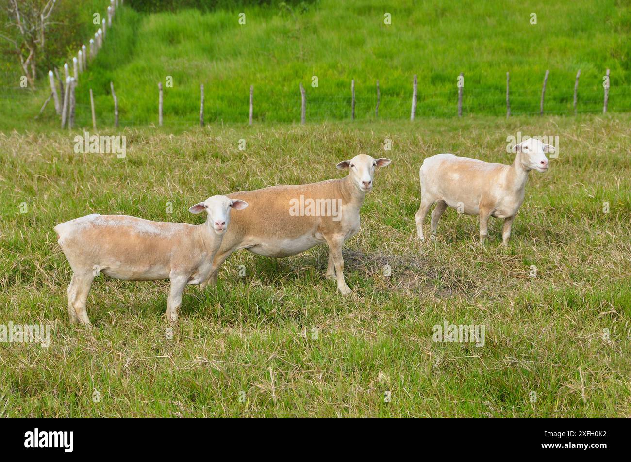 A group of great white dorper Sheep grazing on the farm's green pastures Stock Photo - Alamy