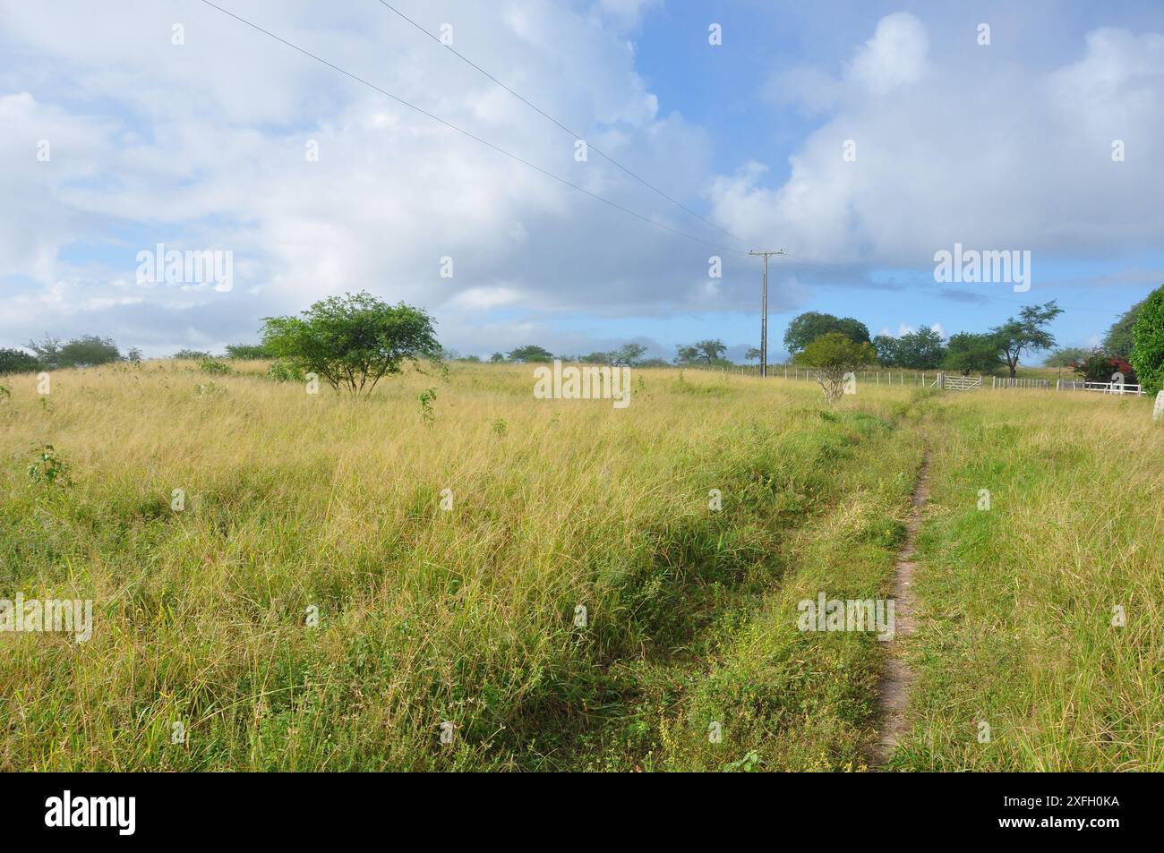 Rural road cutting through green grass plantation under rural blue sky ...