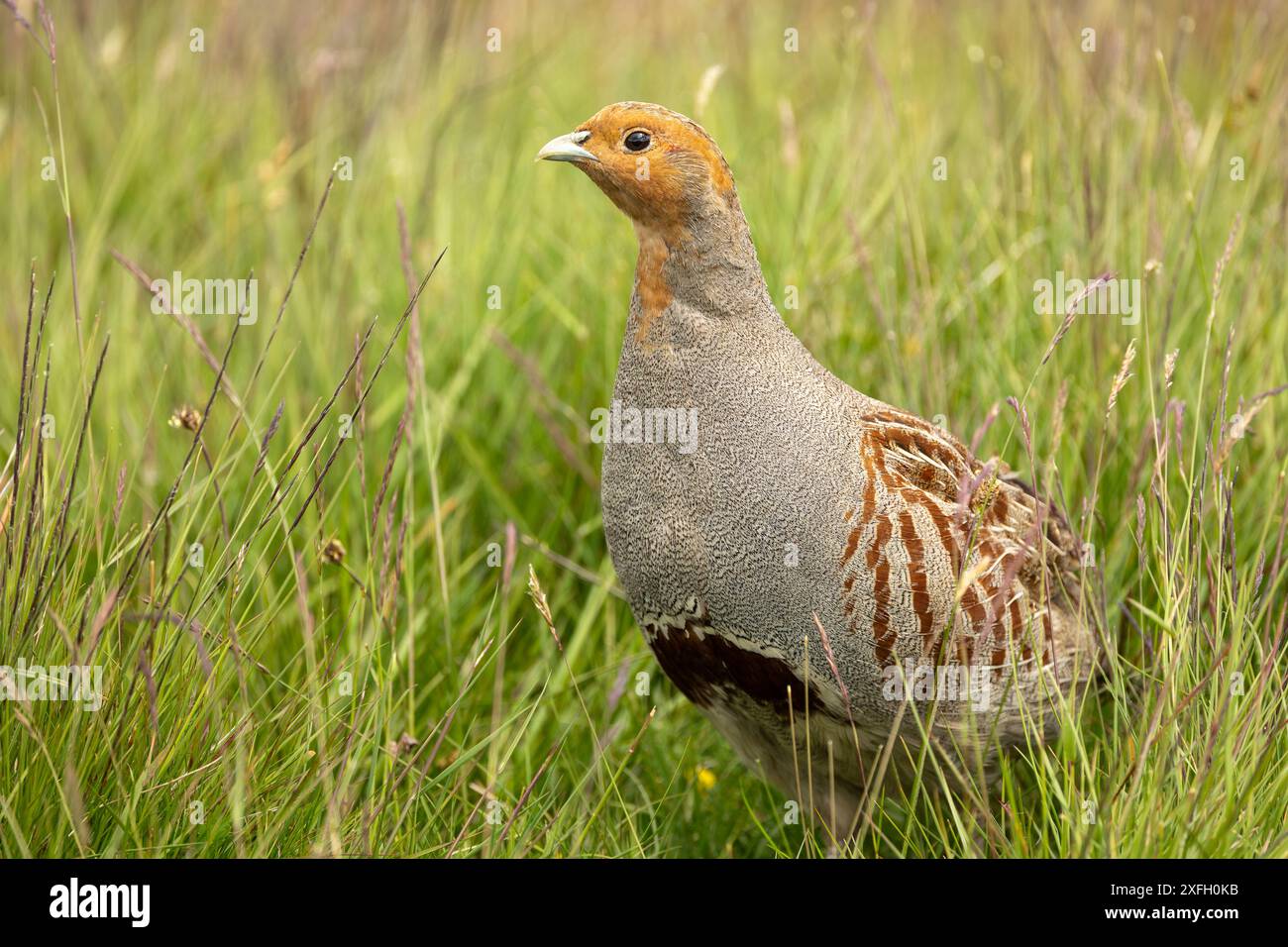 Barningham estate hi-res stock photography and images - Alamy