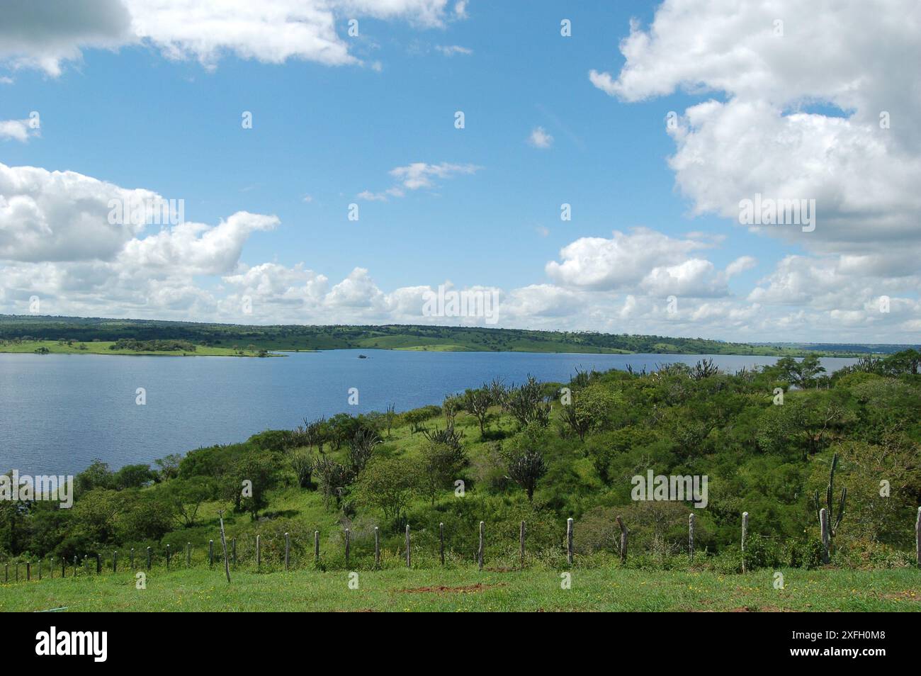 Lush hay plantation under rural blue sky, grass texture and beautiful ...