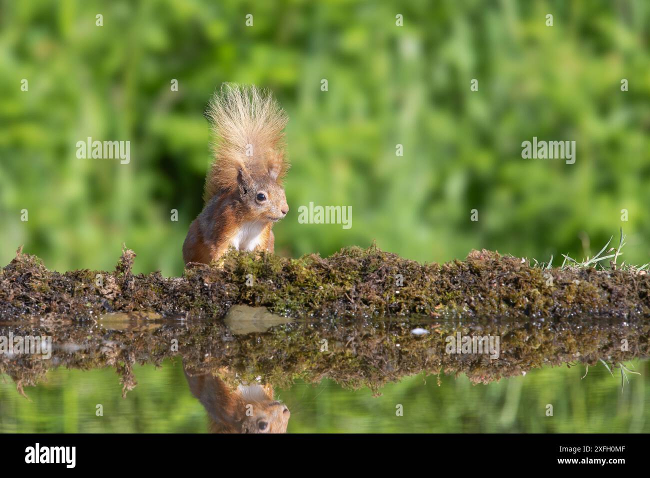 Red Squirrel, Sciurus vulgaris, at the side of a pool, reflection in ...