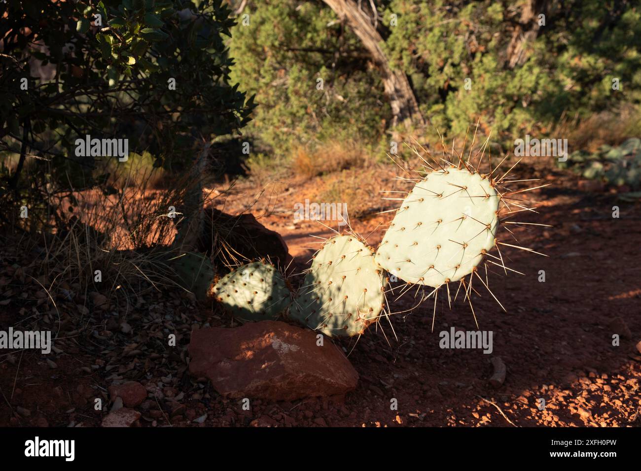 Prickly pear cactus arizona hi-res stock photography and images - Alamy