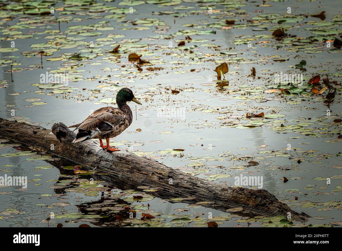 A duck standing on a log in pond filled with lily pads Stock Photo - Alamy