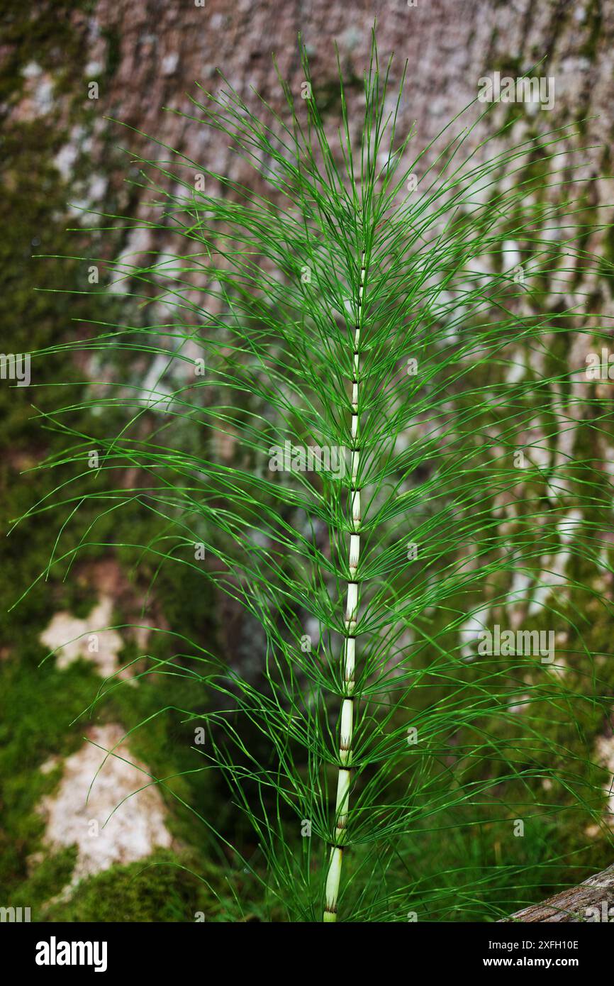Equisetum telmateia (great horsetail) can be found in damp shady places ...