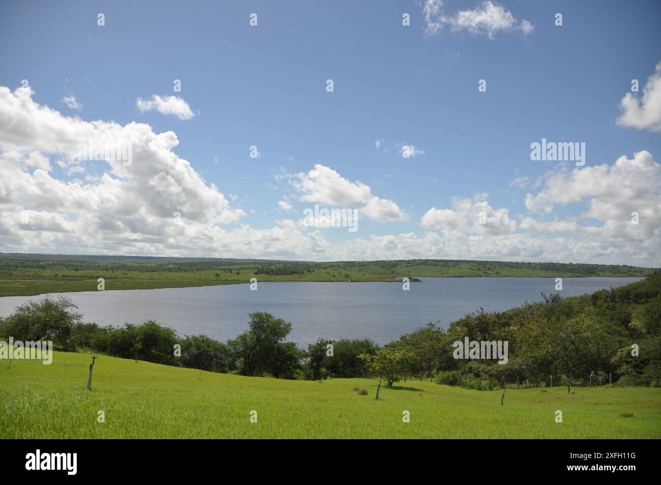 Lush hay plantation under rural blue sky, grass texture and beautiful ...