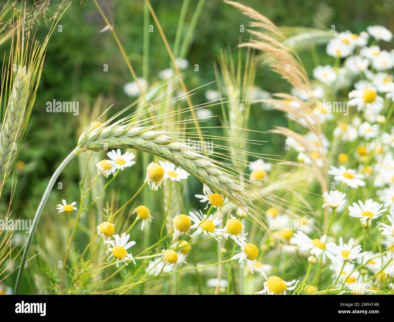 Green rye head in cultivated agricultural field with wild chamomile ...