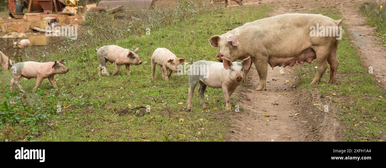 Mother and baby pigs at a pig farm in PA Stock Photo - Alamy