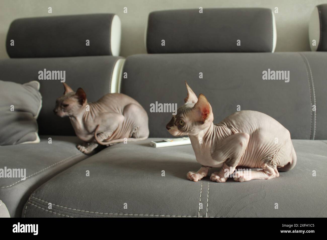 Angry sad cat funny eyes hi-res stock photography and images - Alamy