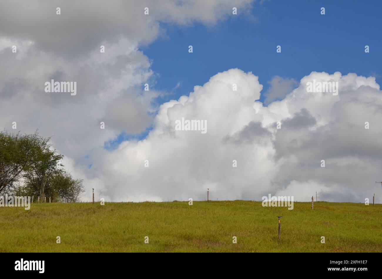 Lush green grass meadow under rural blue sky, grass texture. Beautiful ...