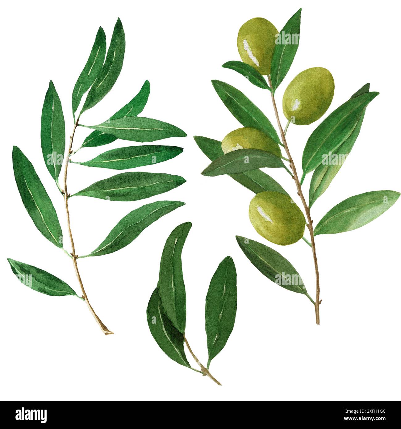 Olive branches set isolated on white background. Watercolor hand drawn ...