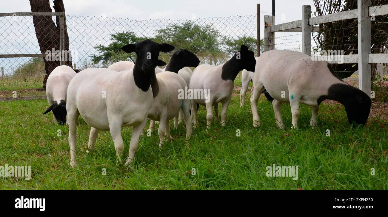 A group of great Dorper Sheep grazing on the farm's green pastures Stock Photo - Alamy