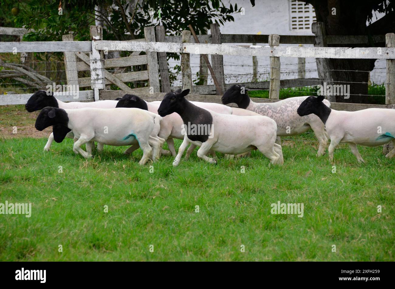 A group of great Dorper Sheep grazing on the farm's green pastures Stock Photo - Alamy