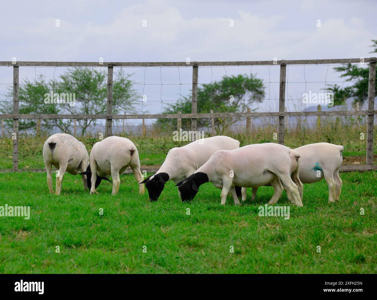 A group of great Dorper Sheep grazing on the farm's green pastures Stock Photo - Alamy