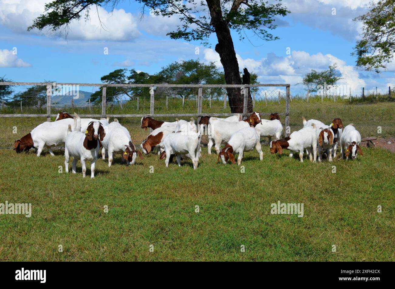 Boer farm in south africa hi-res stock photography and images - Alamy