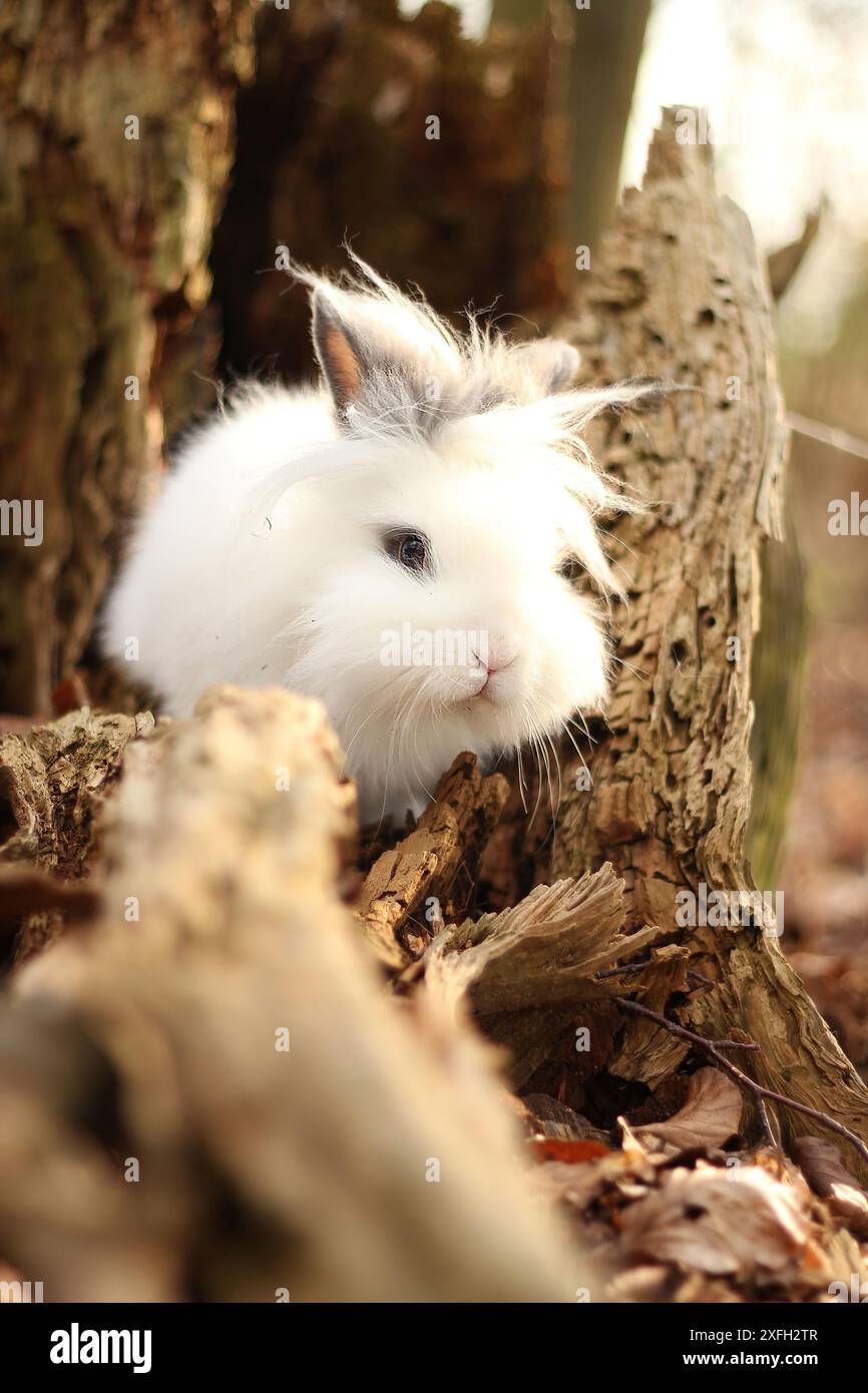 Adorable white rabbit hi-res stock photography and images - Alamy
