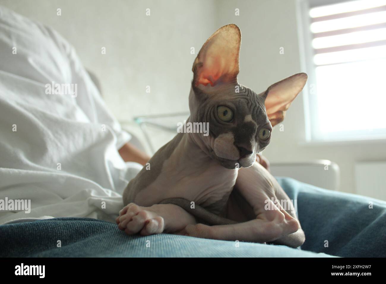 Sphynx cat and person hi-res stock photography and images - Alamy