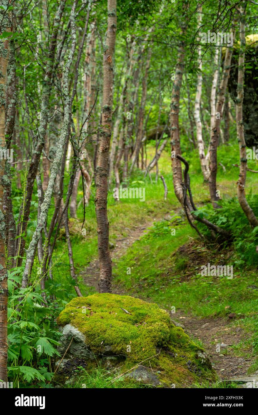 Forest Path in Aurlandsdalen, Norway Stock Photo - Alamy