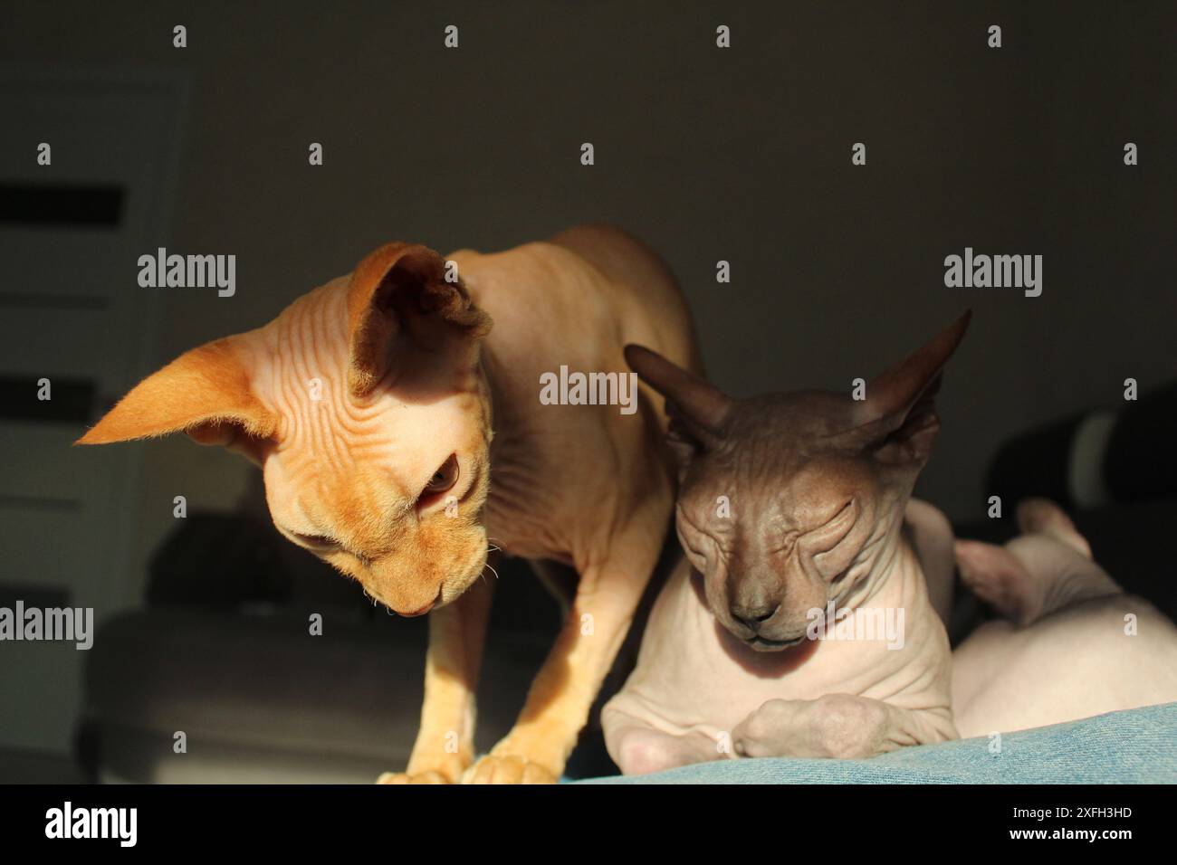 Sad cat Sphynx on the sofa in the sun. Beautiful unusual cats in an ...