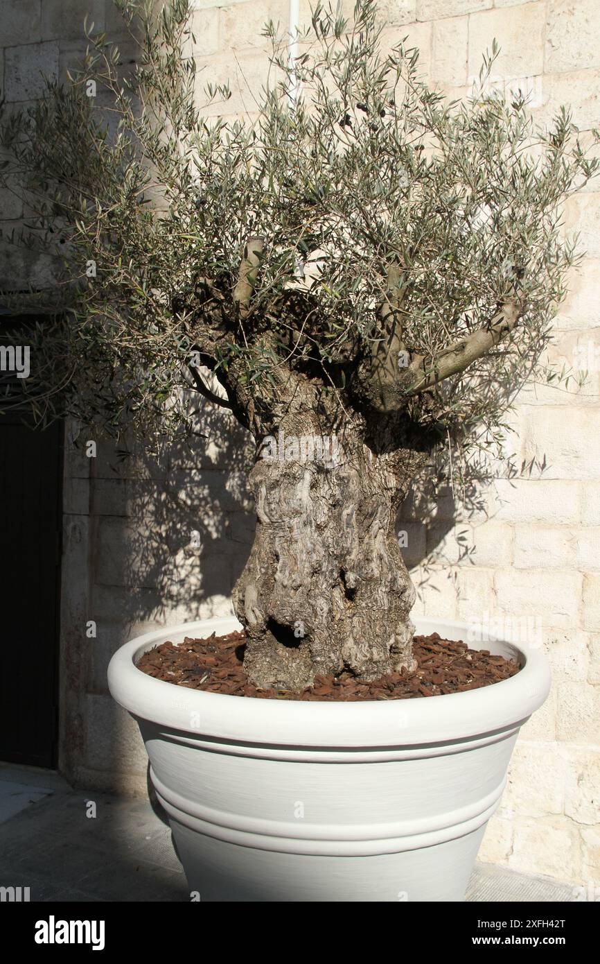 Molfetta, Italy. An olive tree in large pot on a city street Stock ...