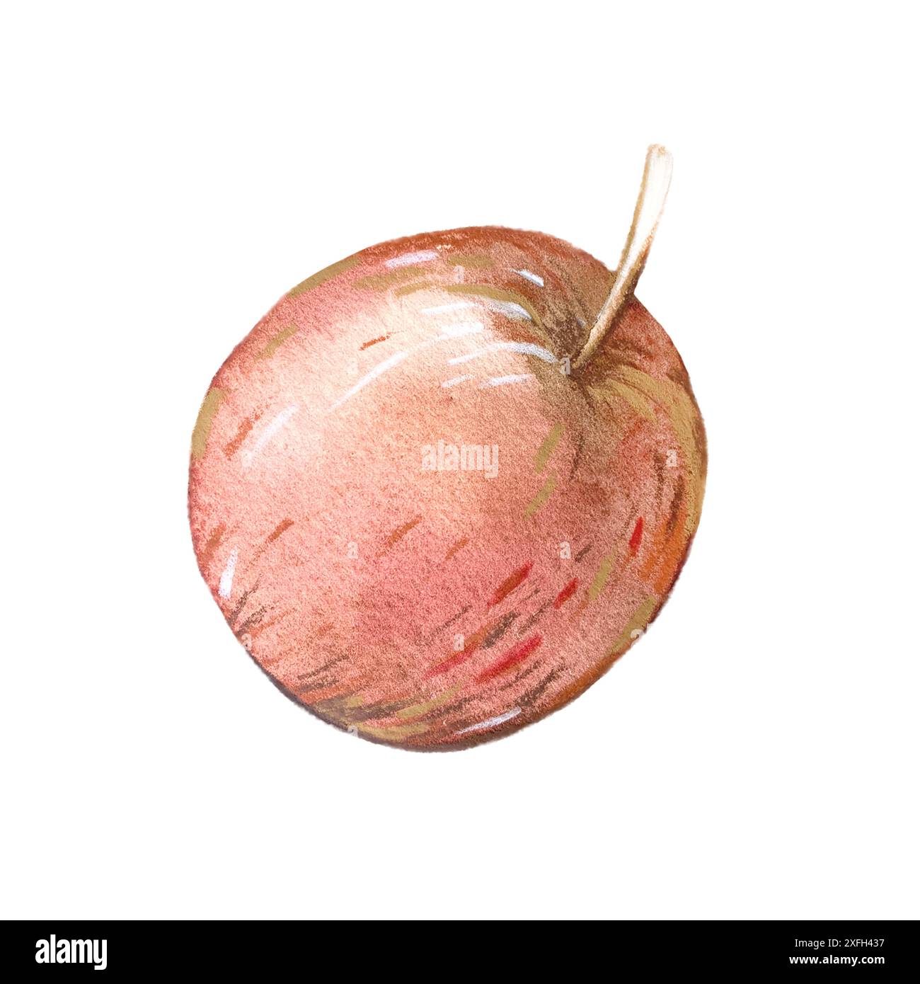 Apple watercolor illustration hand drawn and isolated on a white ...