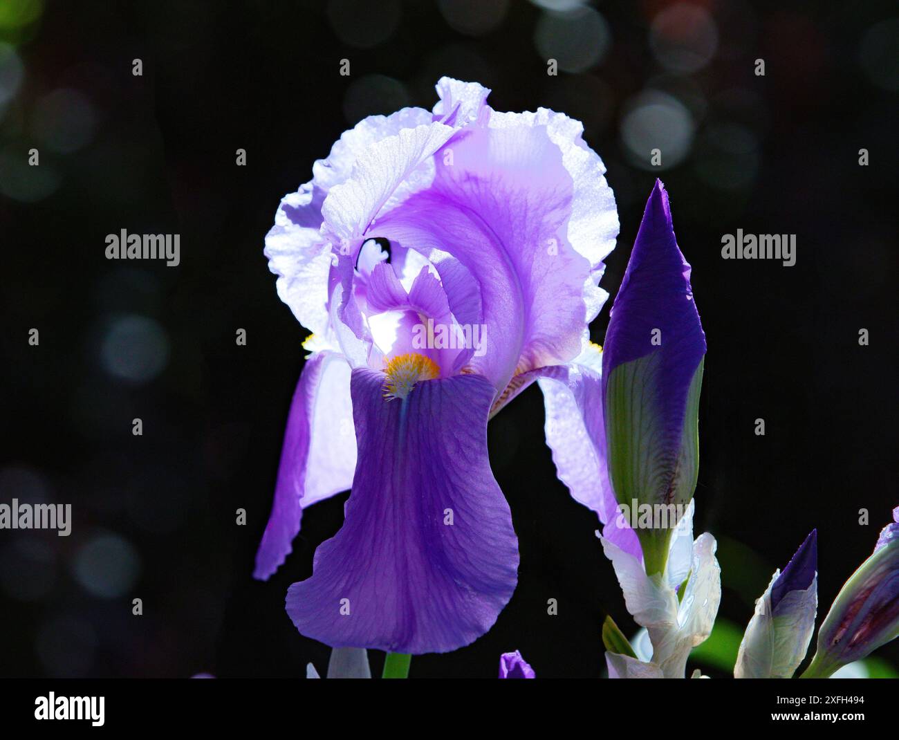 Fresh purple flower petal lavender hi-res stock photography and images - Alamy