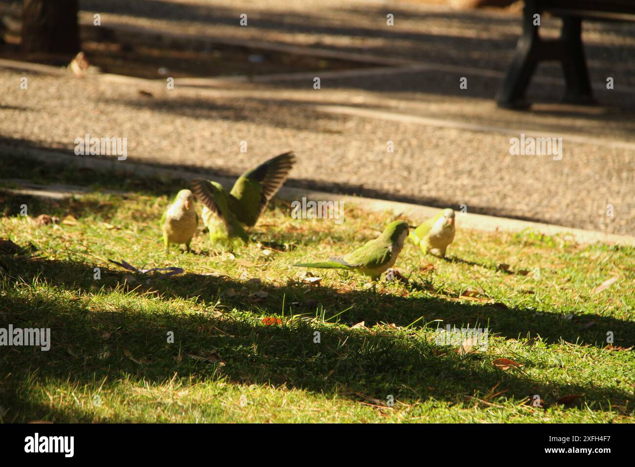Monk parakeets in Molfetta, Italy Stock Photo - Alamy